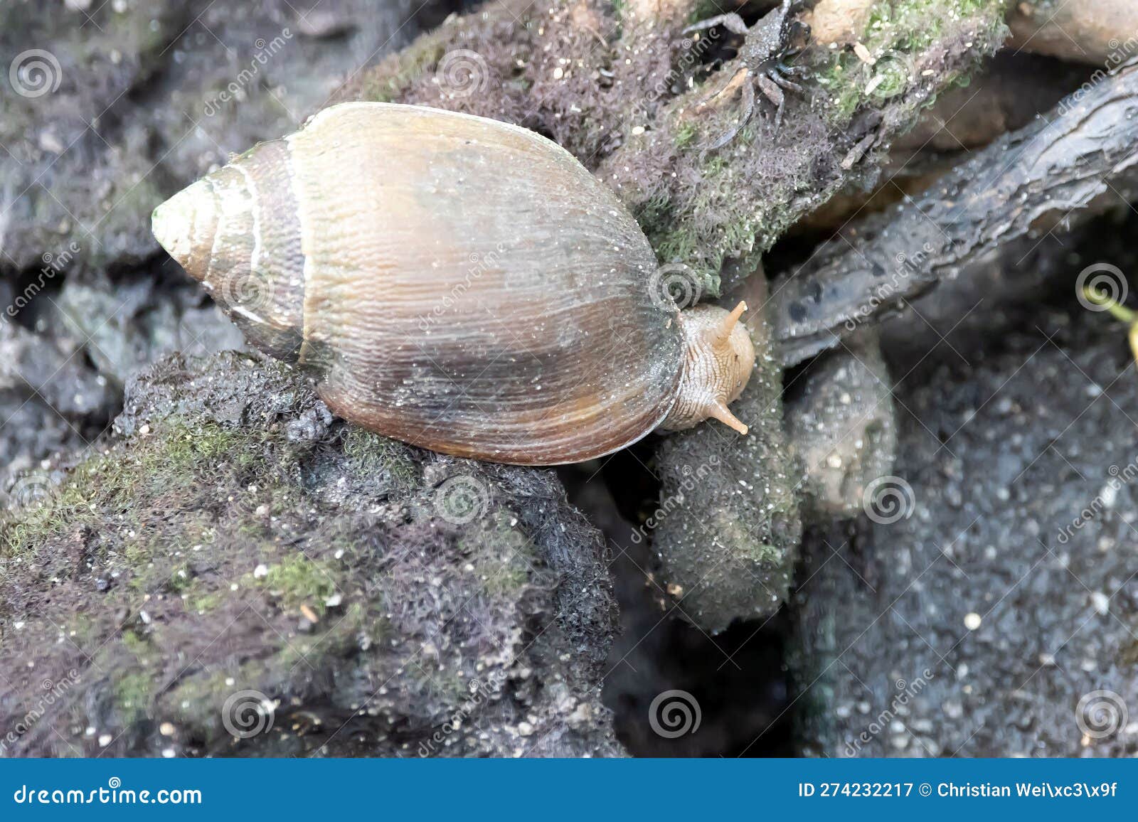 Midas Ear Shell, Ellobium Aurismidae Stock Image - Image of shell ...