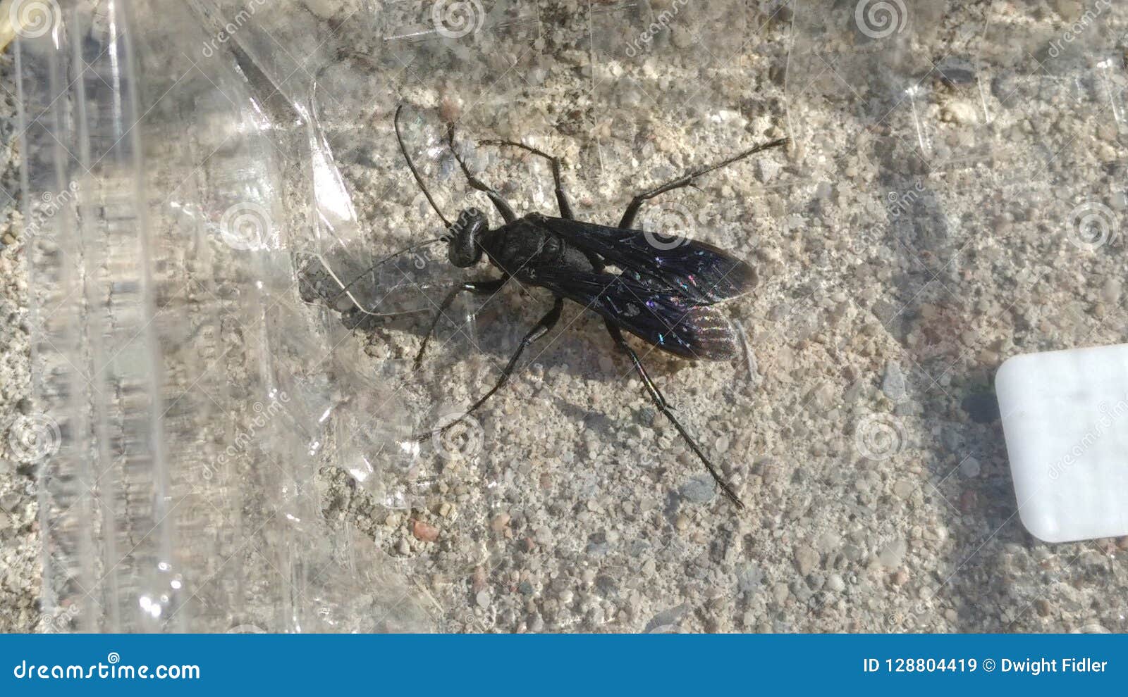 Midas Fly stock image. Image of insect, local, predator - 128804419