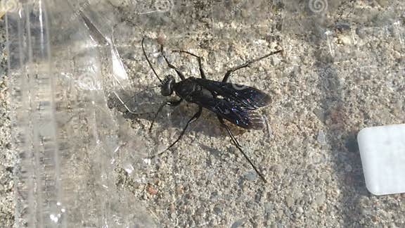 Midas Fly stock image. Image of insect, local, predator - 128804419