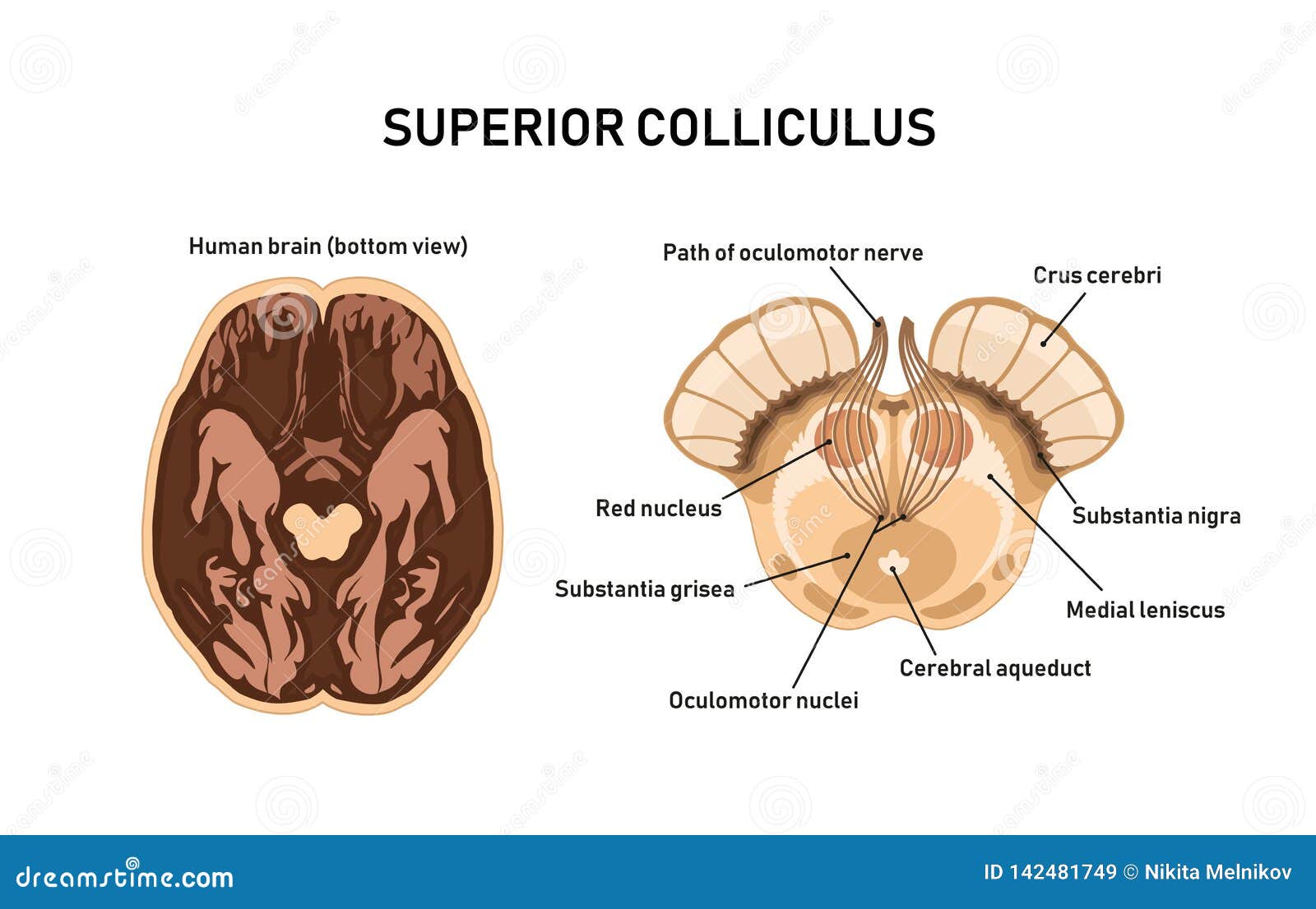 Midbrain Stock Illustrations – 568 Midbrain Stock Illustrations ...