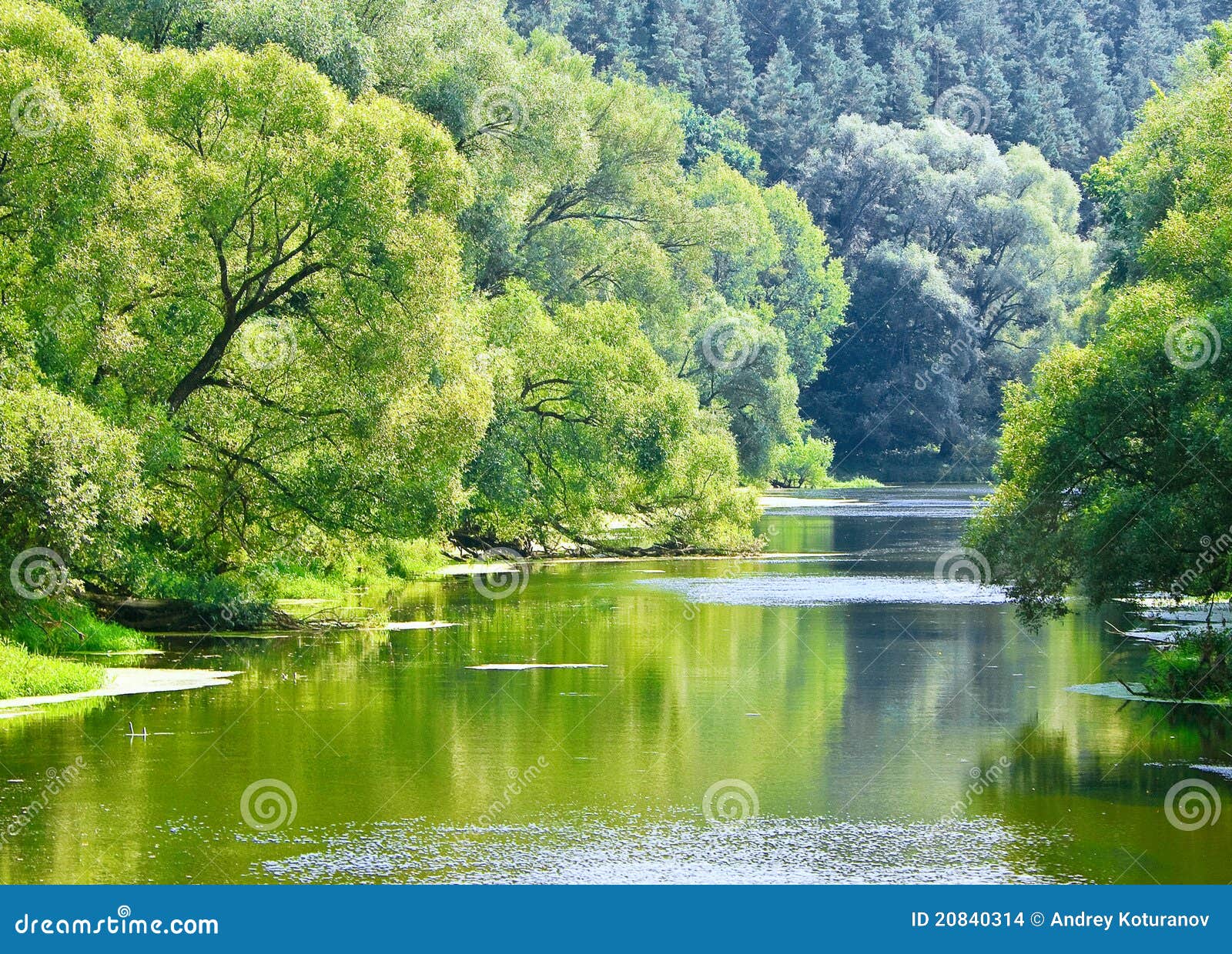 Midday stock photo. Image of branch, lightful, haze, midday - 20840314