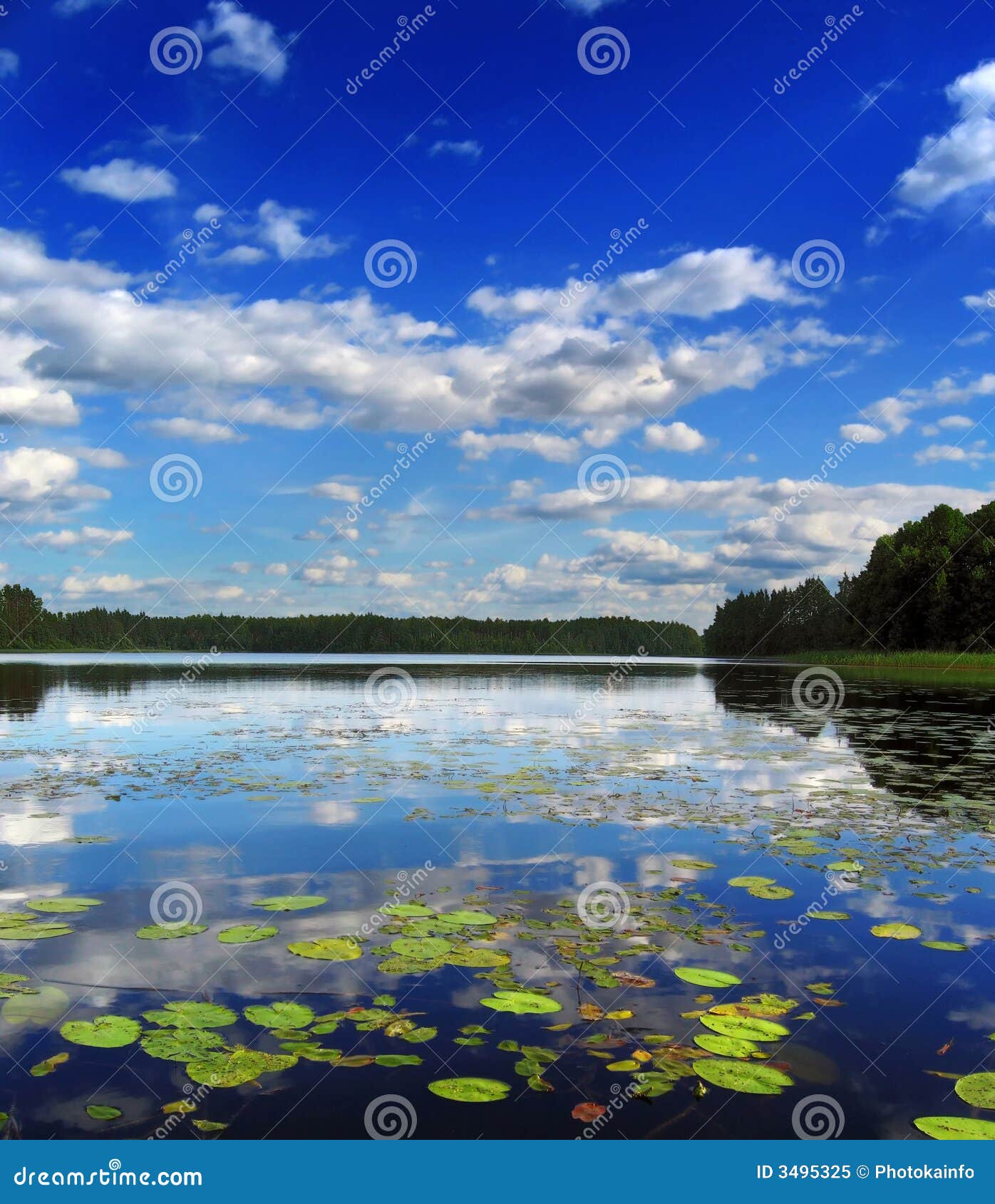Midday lake stock image. Image of grass, bushes, admire - 3495325
