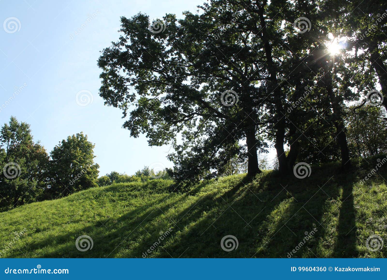Midday Summer Landscape with Oaks Against the Sun. Trees Casting Shadow ...