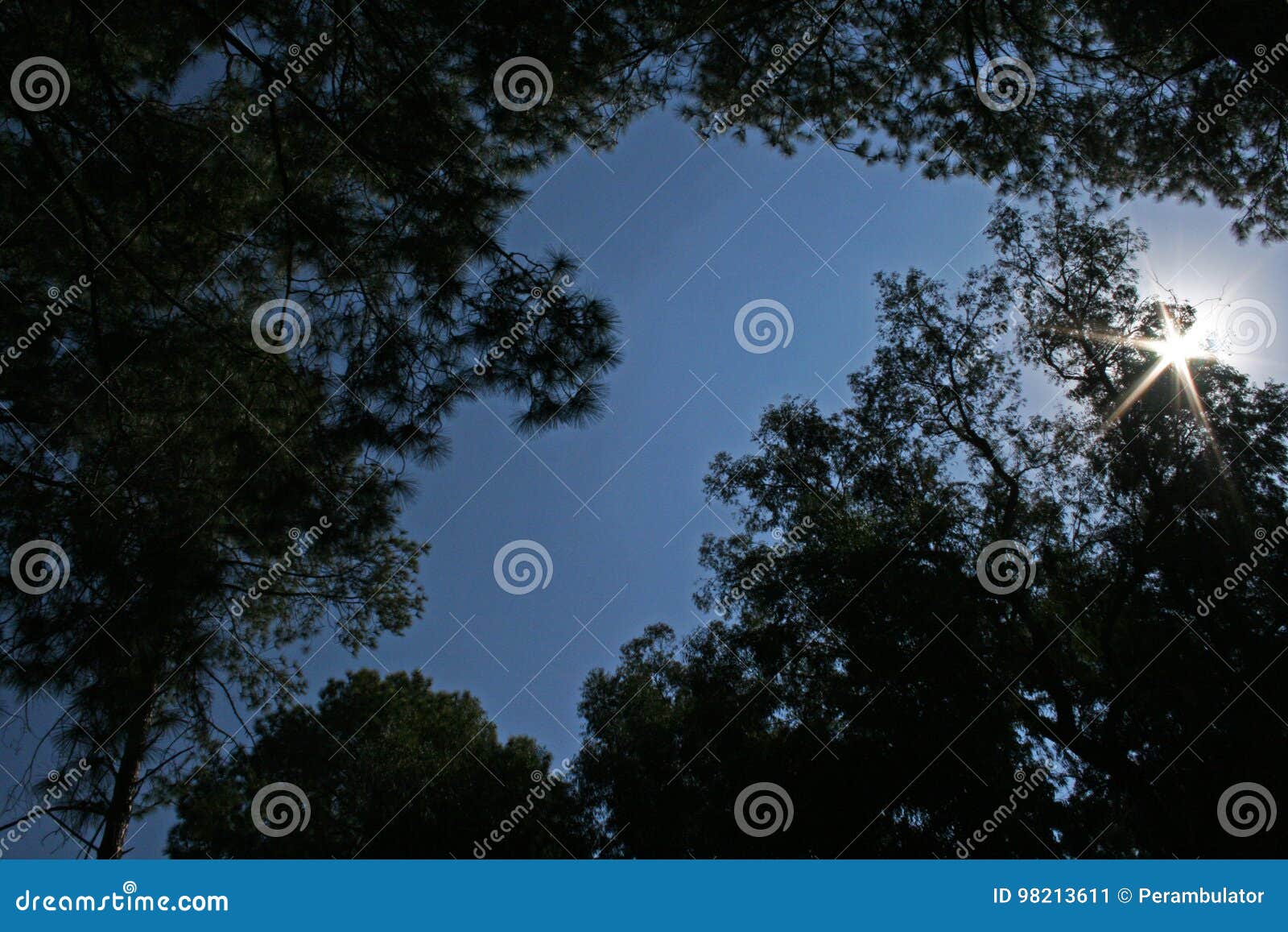 MIDDAY SUN on the EDGE of a PINE TREE Stock Image - Image of green ...