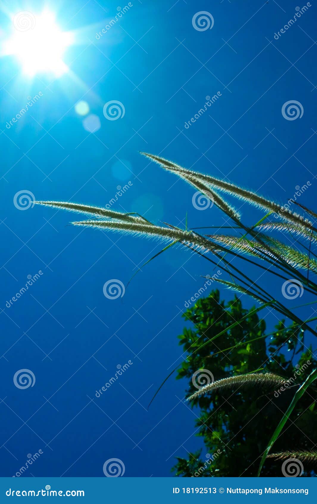 Midday sun makes it hot. stock image. Image of blue, natural - 18192513