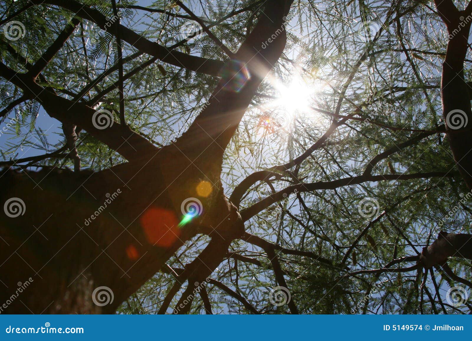 Midday Sun through a Mesquite Tree Stock Photo - Image of trunk, lens ...