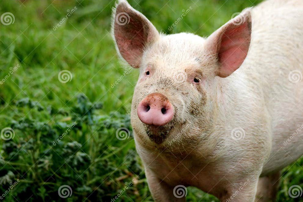 Middle sized pig stock photo. Image of bovine, sheep - 192409566