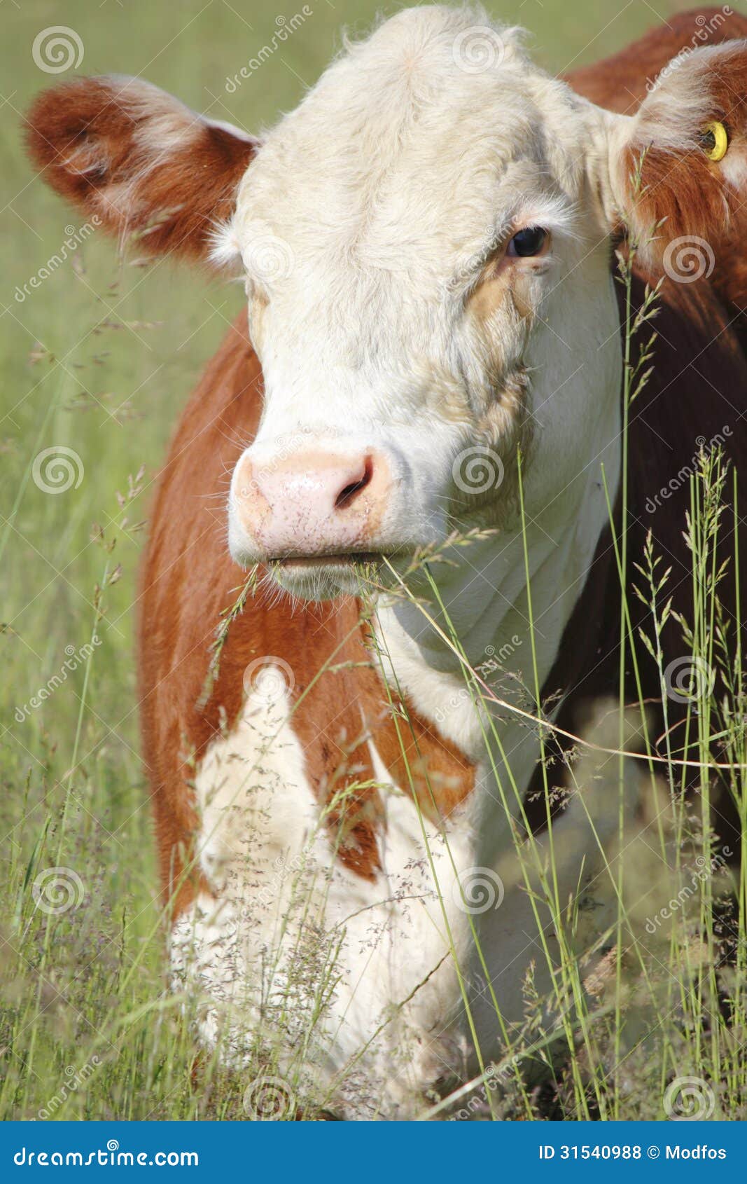 Middelgroot Dicht Op Een Melkkoe Van Holstein Stock Foto - Image of ...