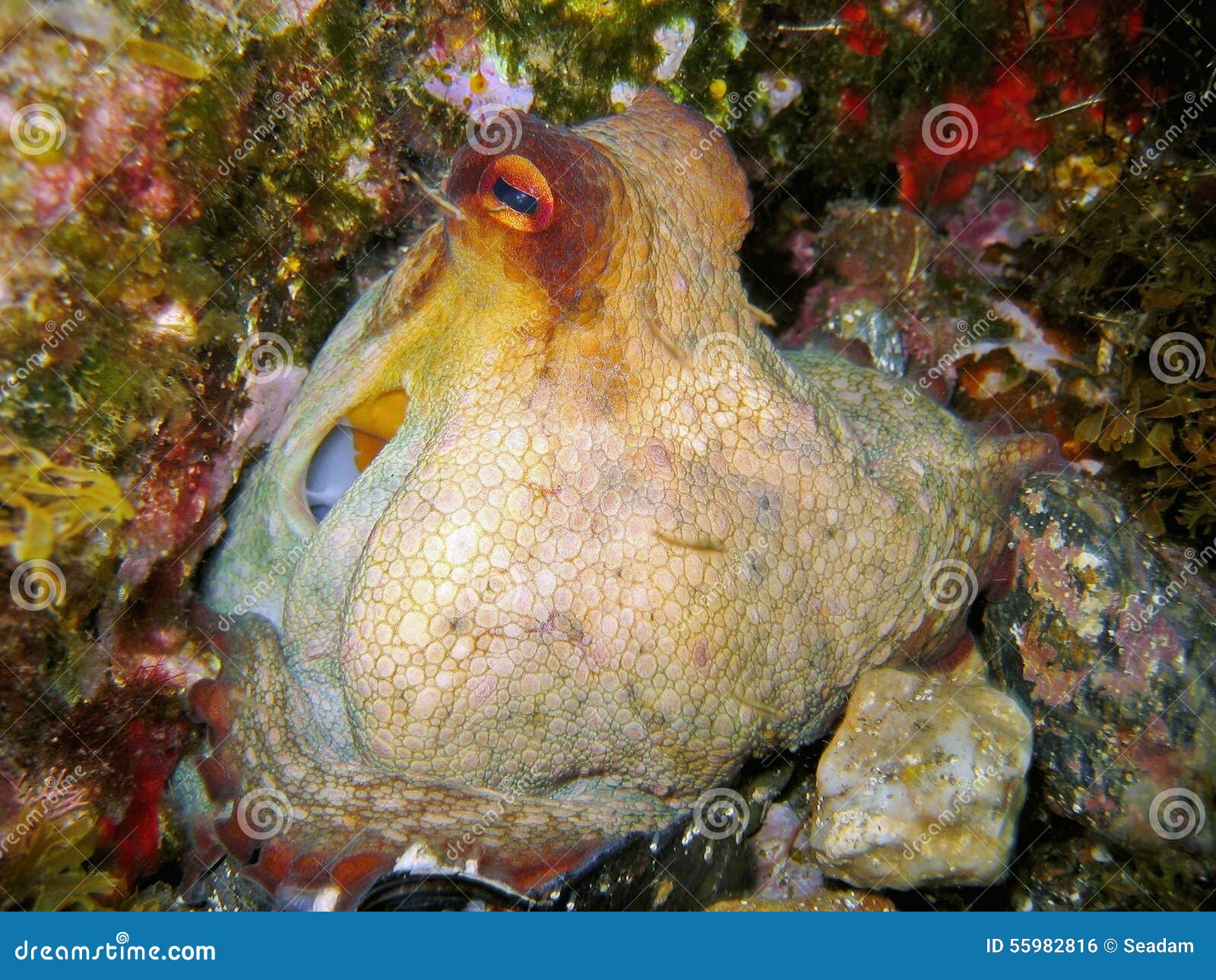 Middellandse Zee Van Het Octopus Vulgaris Weekdier Stock Foto - Image ...
