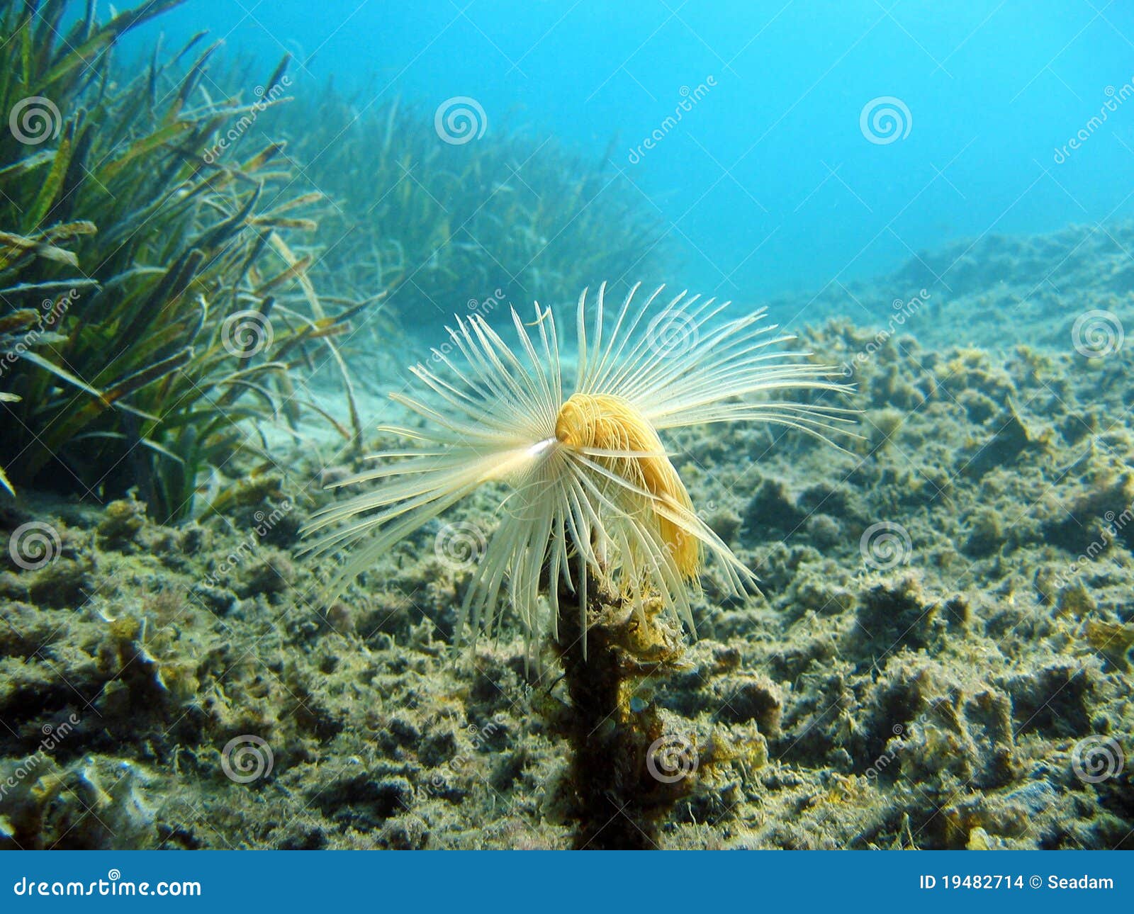 Middellandse Zee worm stock foto. Image of overzees, leven - 19482714