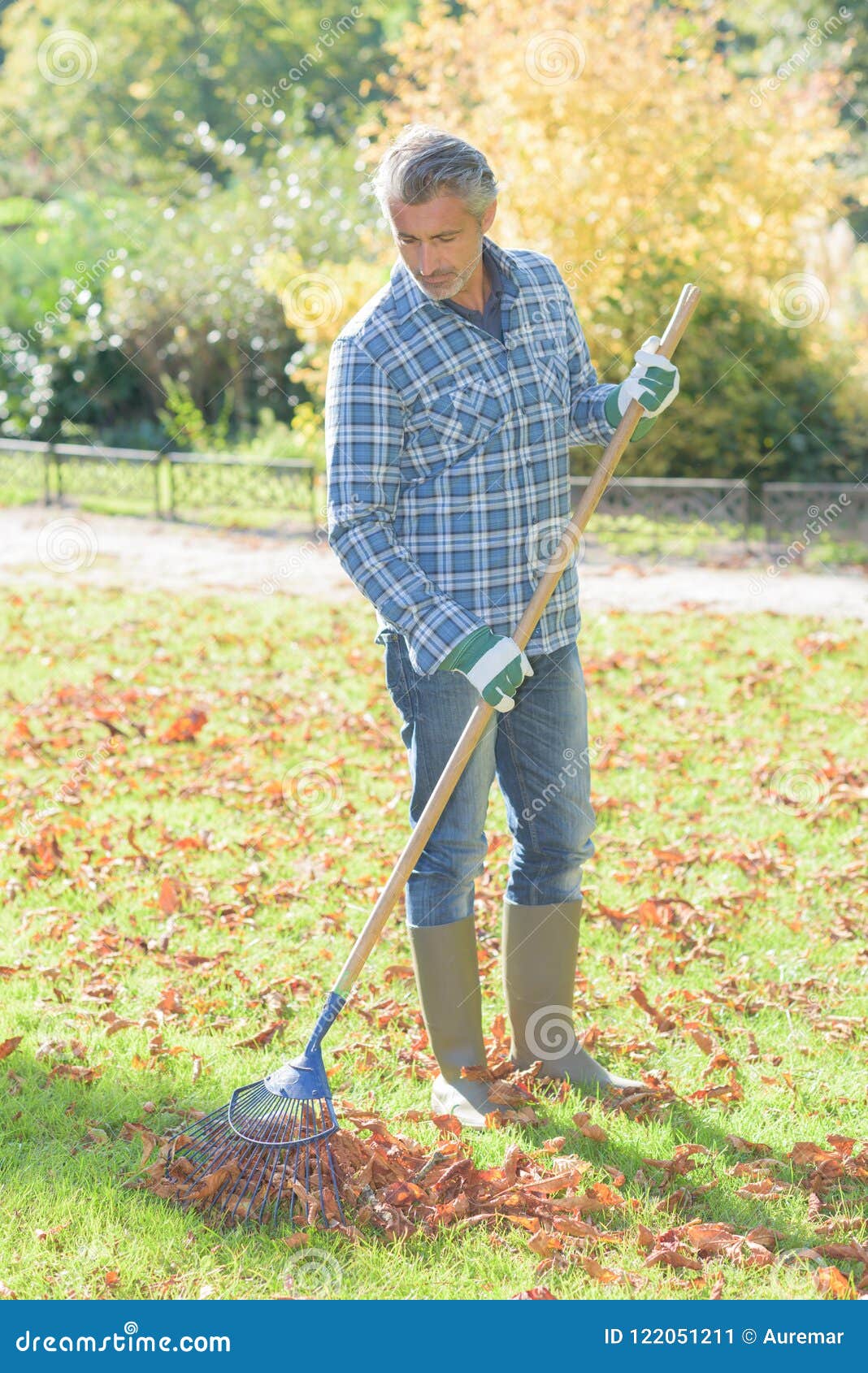 Middle Aged Man Raking Leaves Stock Image - Image of outside, gardener ...