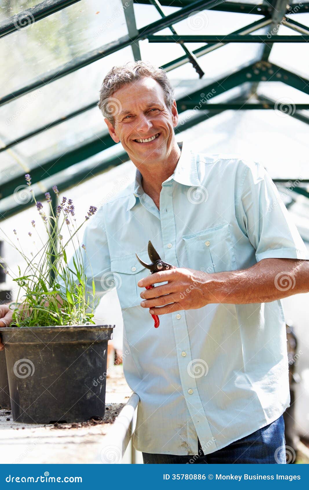 Middle Aged Man Working in Greenhouse Stock Photo - Image of outdoors ...