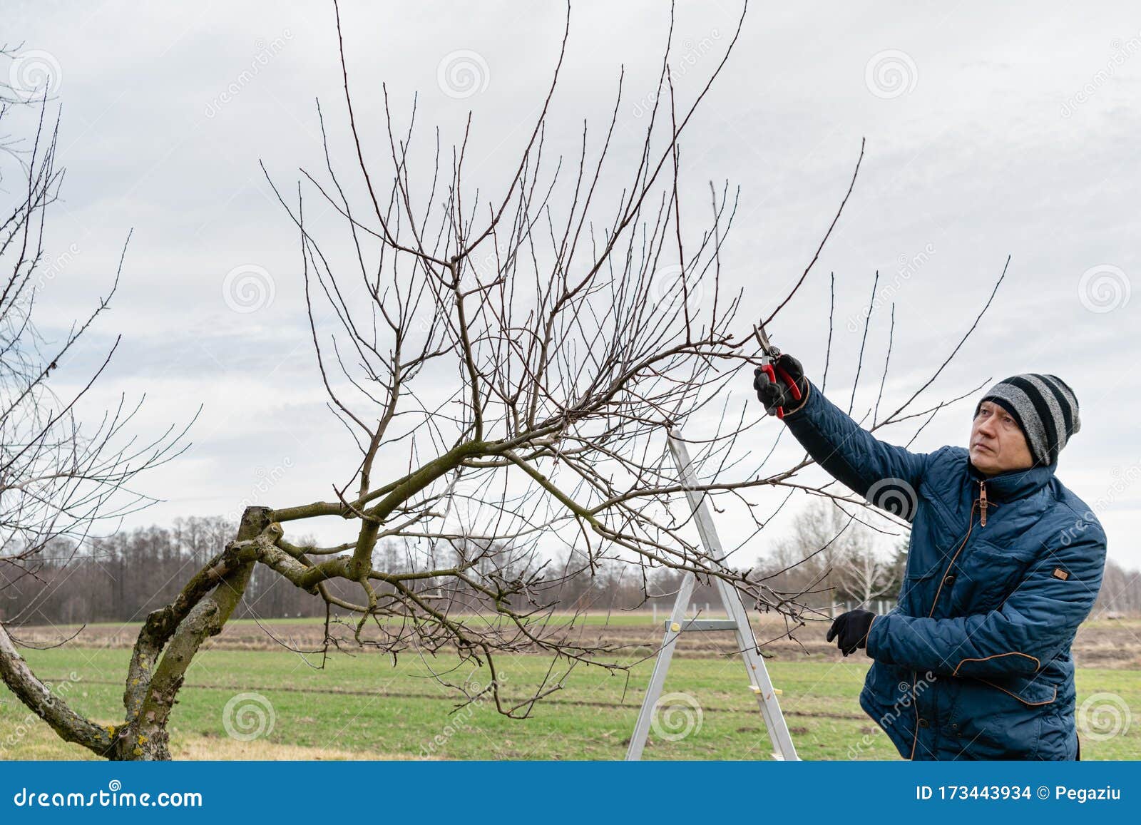 Middle Aged White Man Working in the Garden Pruning an Apple Tree ...