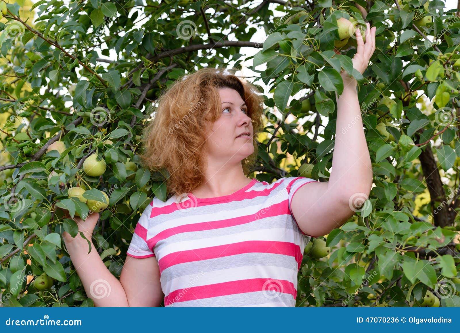 Middle-aged Woman in a Garden about Apple Trees Stock Photo - Image of ...