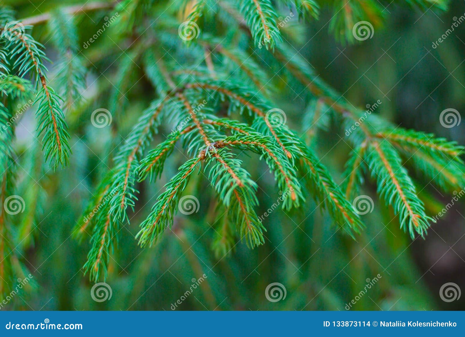 Macro Shot of a Christmas Tree Branch with a Soft Blurred Background ...