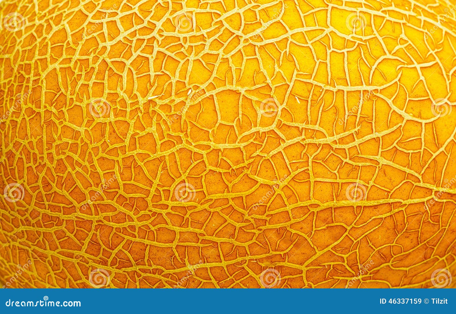 Middle Asian Melon Skin Pattern Stock Photos - Free & Royalty-Free ...
