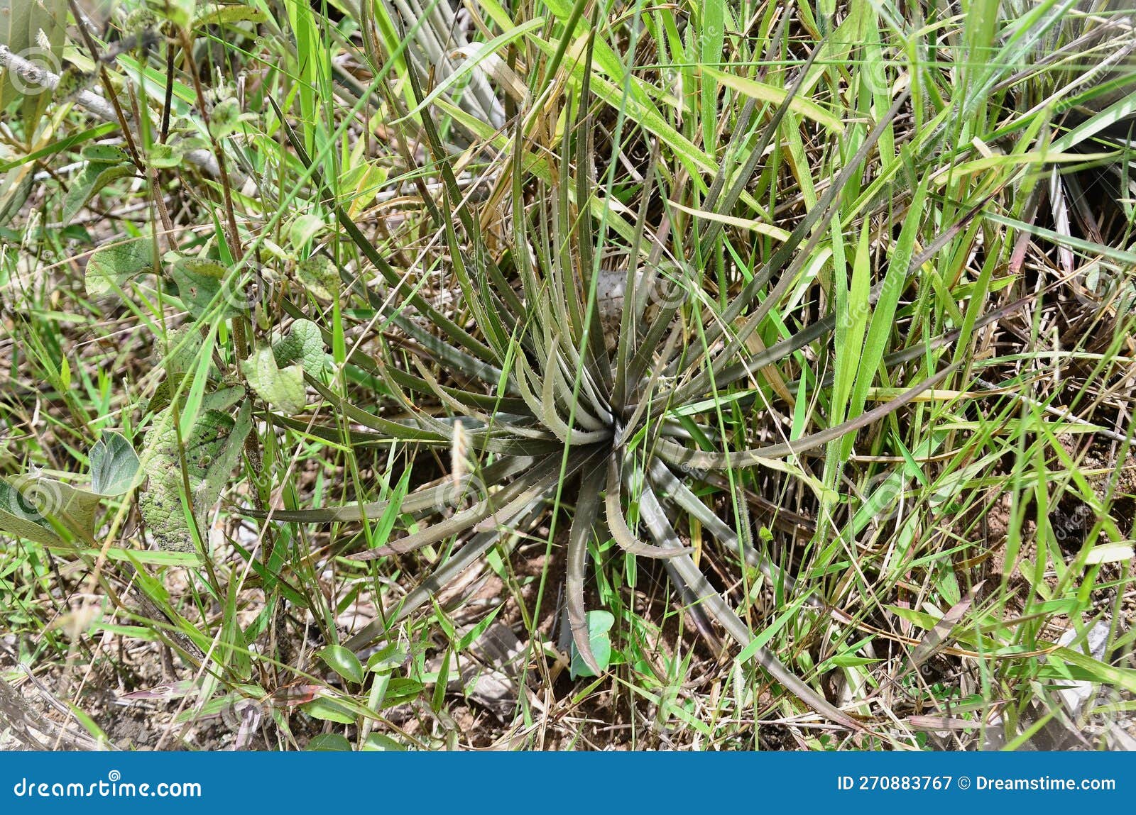 A Hechtia Glomerata Growing in the Middle of the Bush Stock Image ...