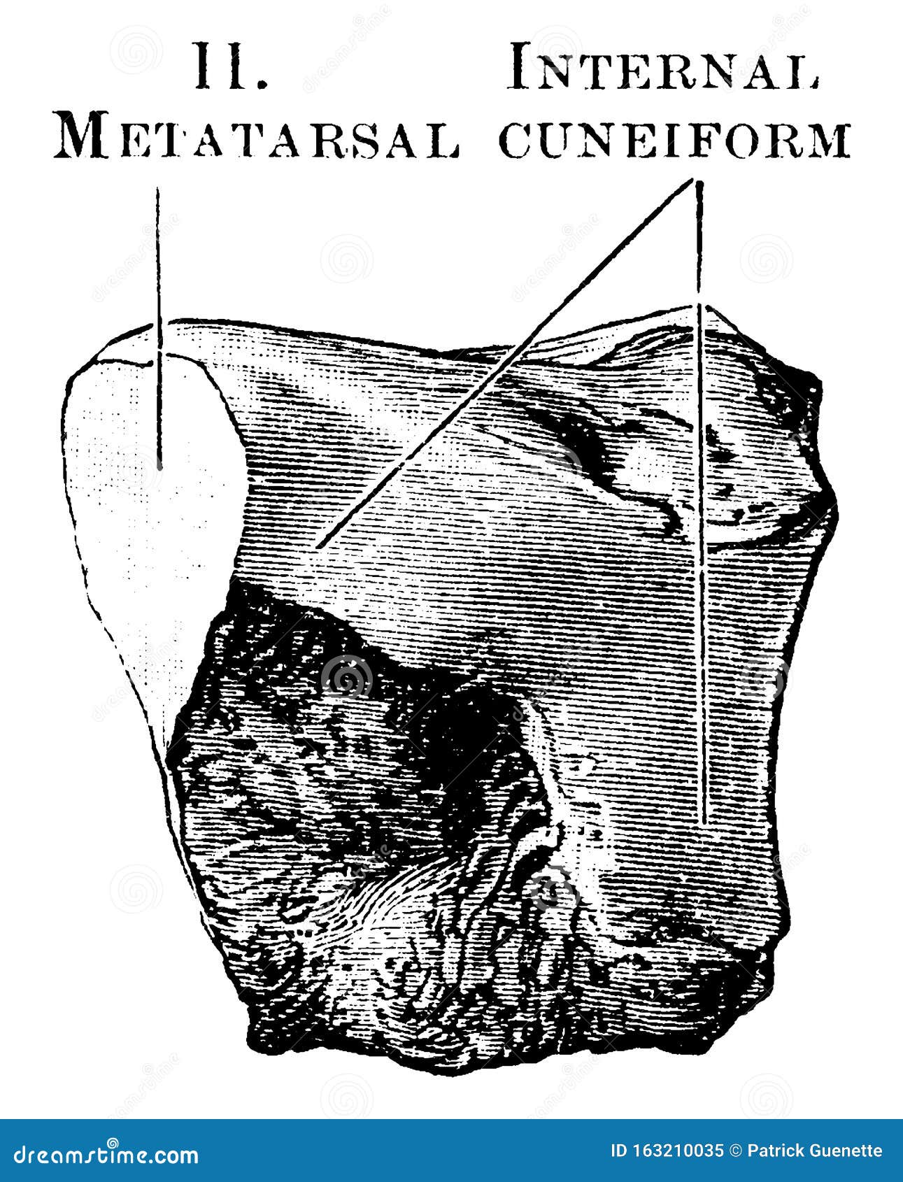3d Illustration Of Cuneiform Bones Anatomy With Circulatory System ...
