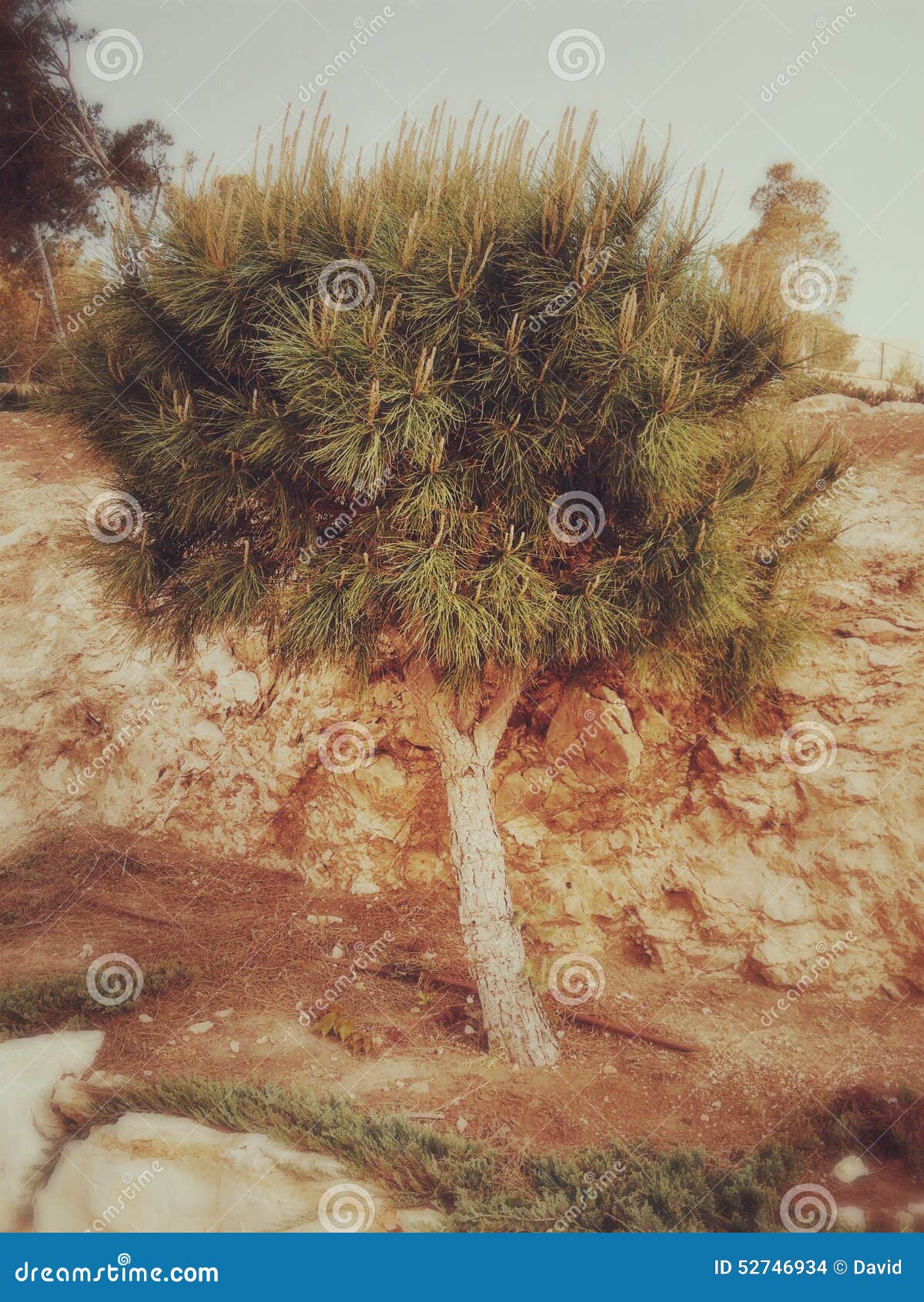 A middle eastern tree stock photo. Image of green, tree - 52746934