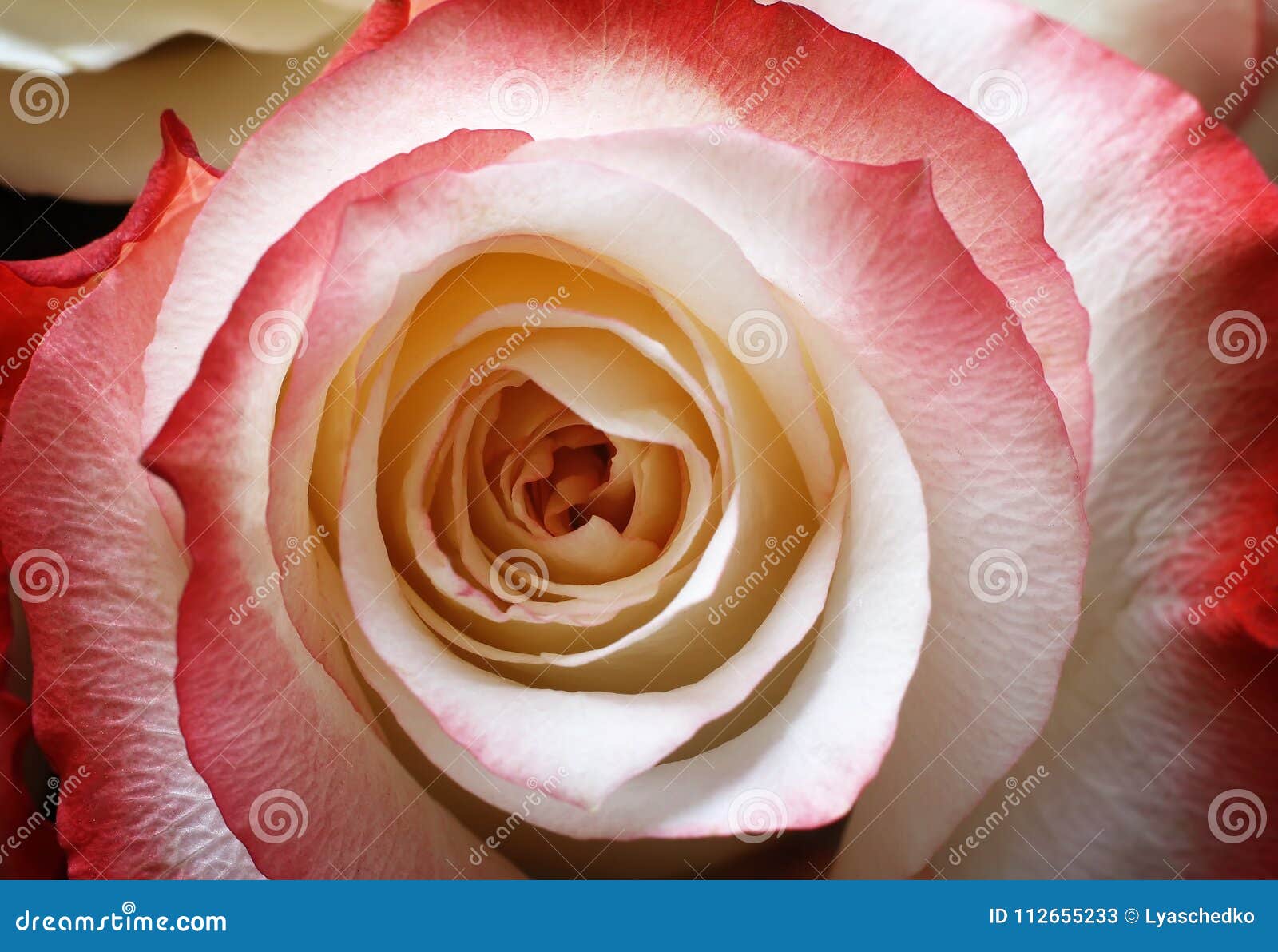 Middle of the Flower a Beautiful Rose Closeup. Stock Image - Image of ...