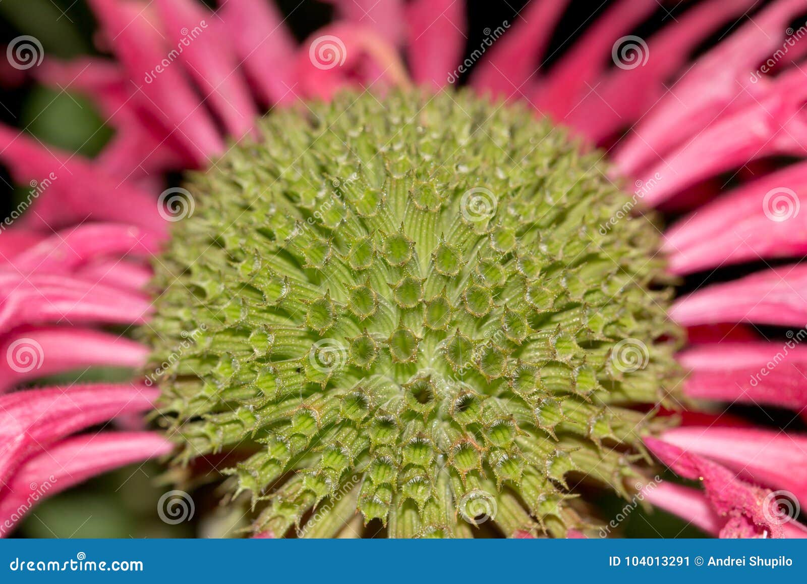 Middle of the Flower. Macro Stock Image - Image of beautiful, life ...