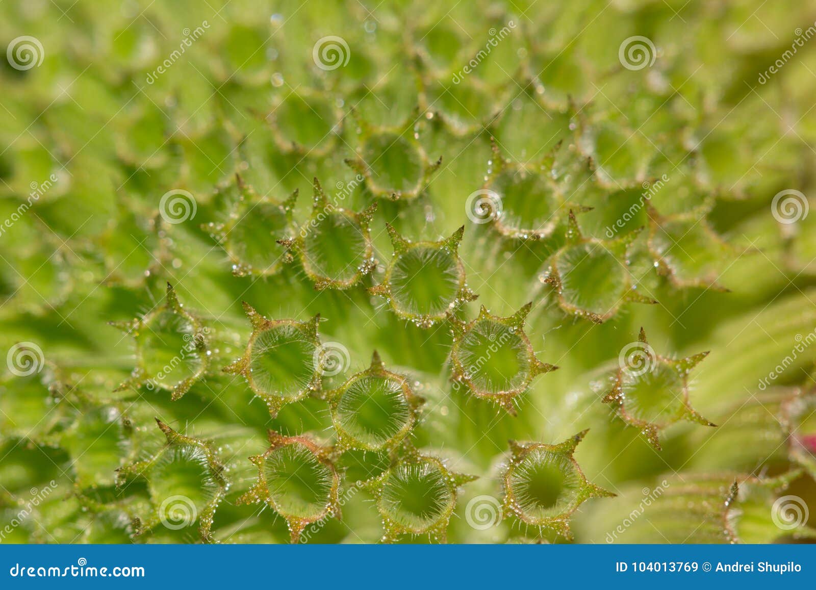 Middle of the Flower. Macro Stock Image - Image of pretty, blooming ...