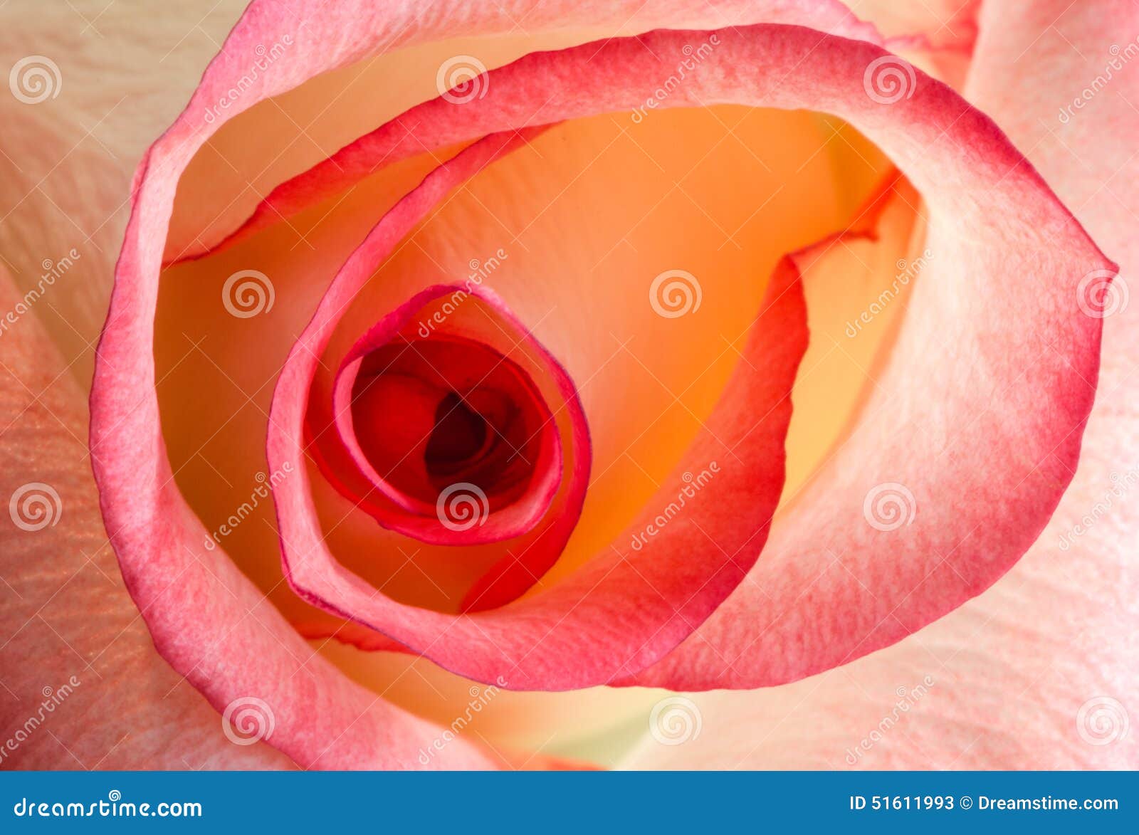 Middle of the Flower Red and Yellow Rose, Closeup Stock Image - Image ...