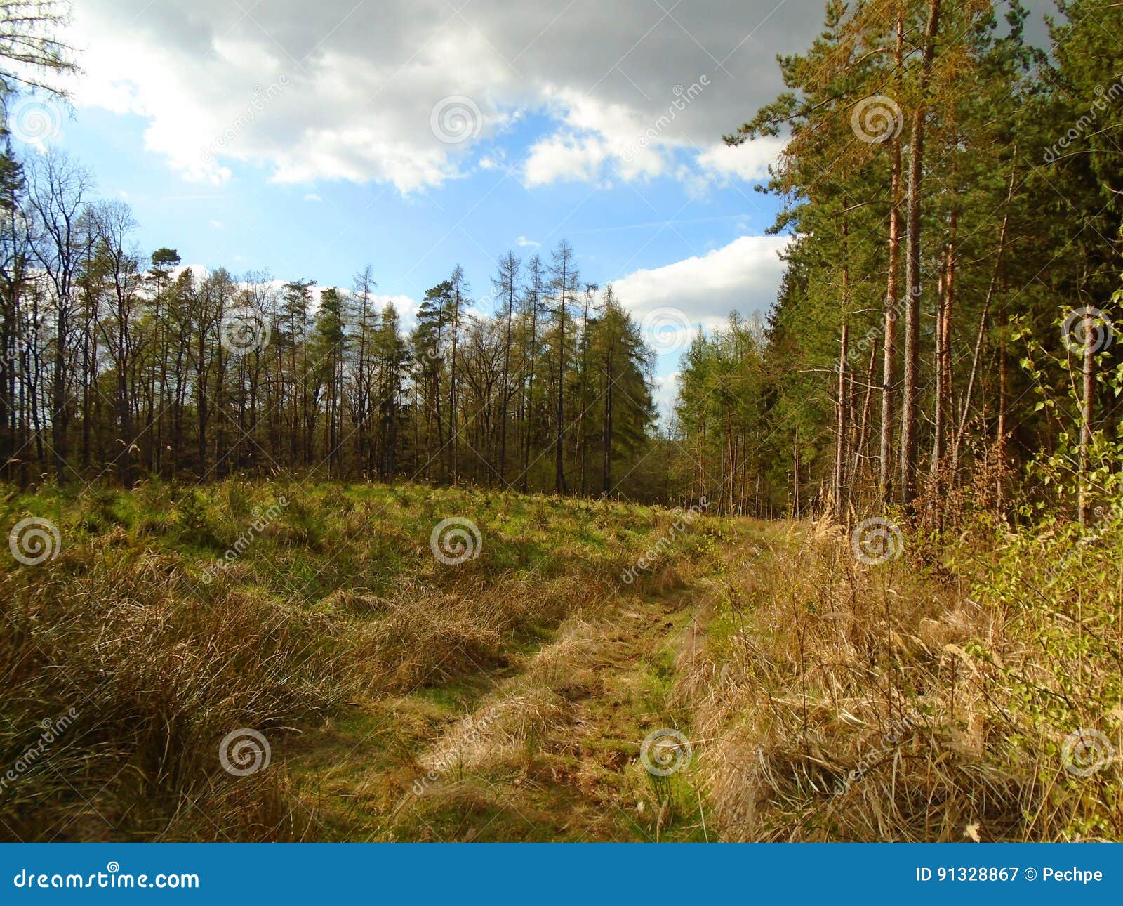 In the middle of a forest stock image. Image of autumn - 91328867