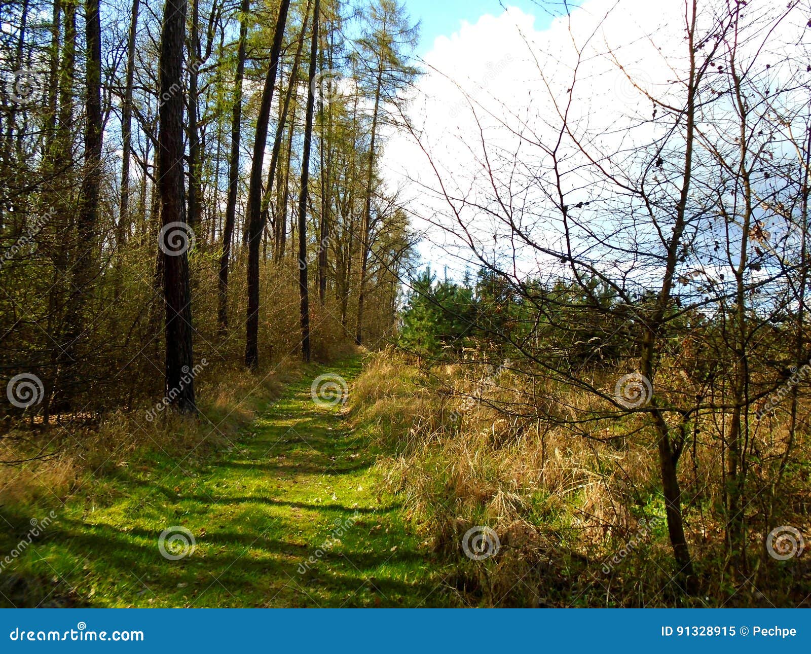 In the middle of a forest stock image. Image of nature - 91328915