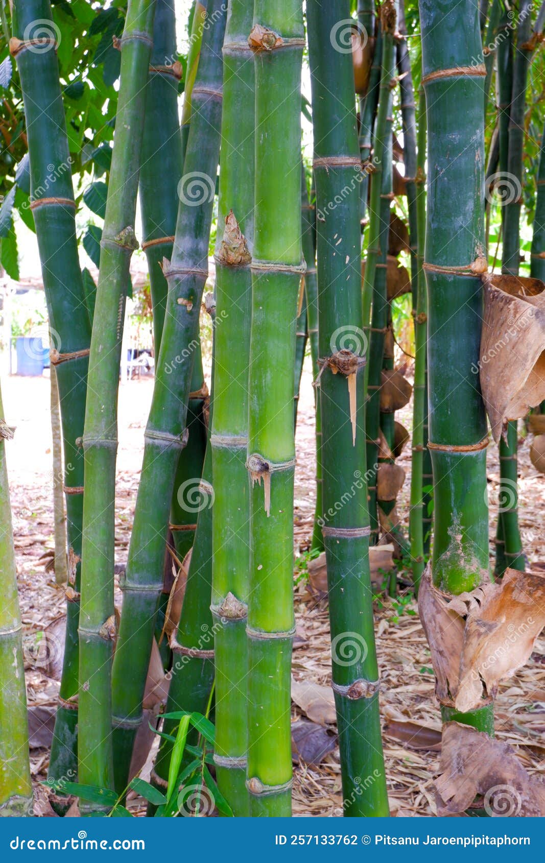 The Middle of the Green Bamboo Trunk it is a Large. Stock Photo - Image ...
