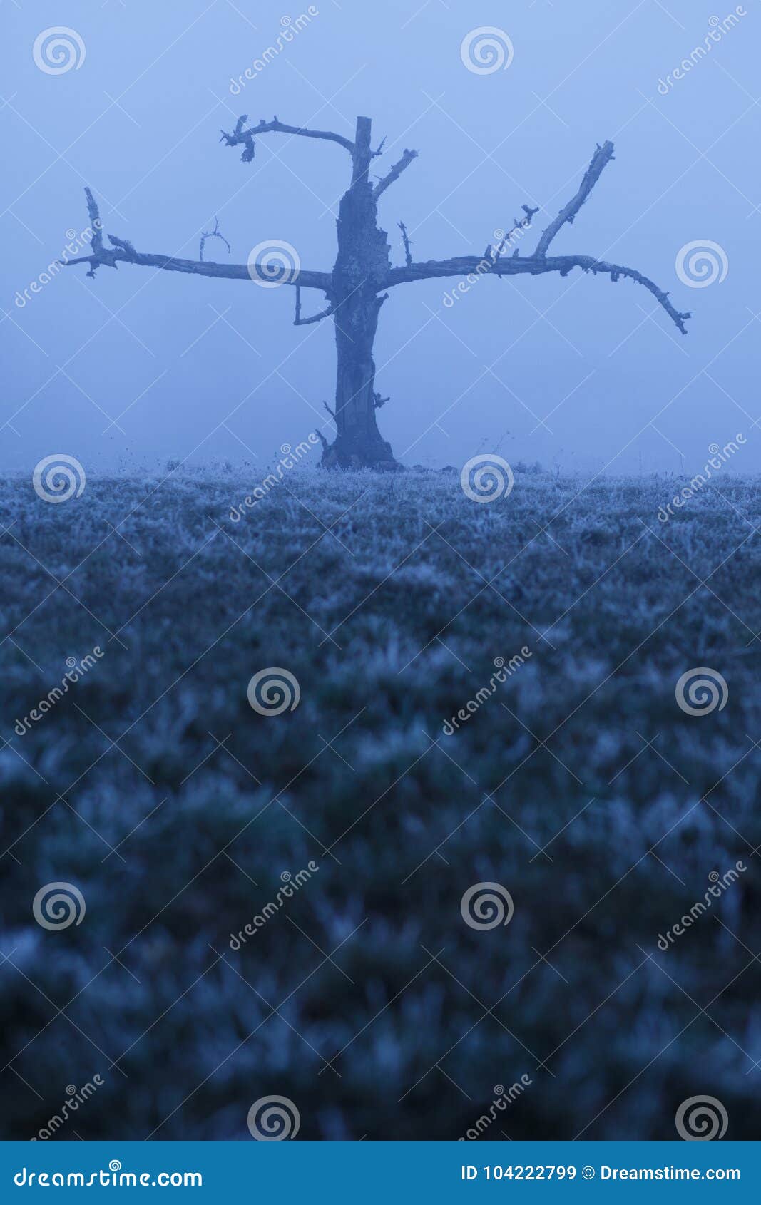 Dead Tree Waiting for the Snow Stock Image - Image of waiting, spooky ...