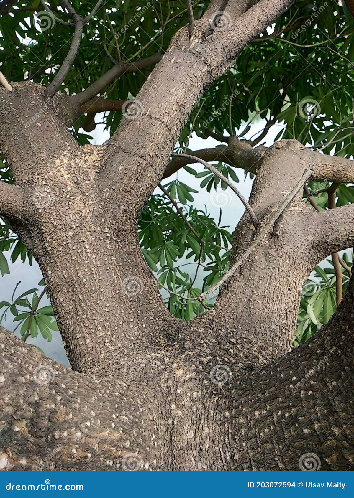 The Middle Part of a Beautiful Tree Stock Photo - Image of leaf, green ...