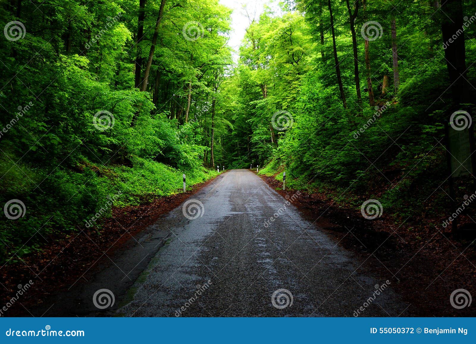 Middle Path through the Forest Stock Photo - Image of soil, plants ...