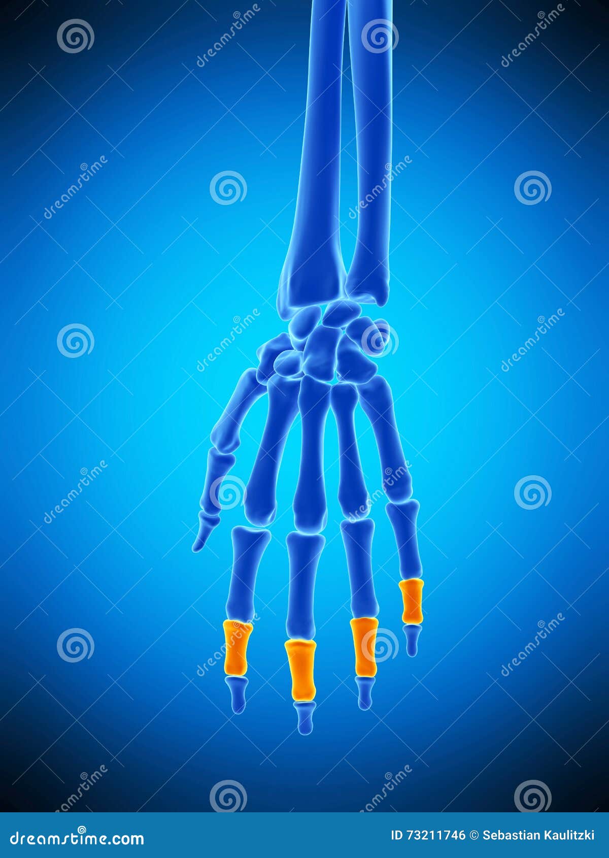 Phalanges Bones Of Human Hand Stock Photography | CartoonDealer.com ...