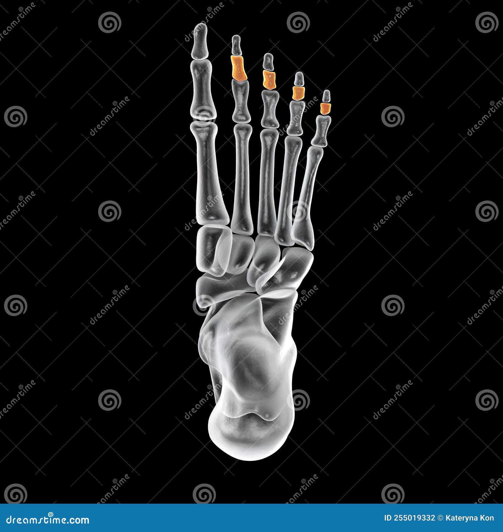 Middle Phalanges of the Foot, 3D Illustration Stock Illustration ...