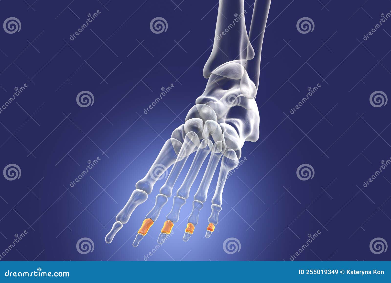 Middle Phalanges of the Foot, 3D Illustration Stock Illustration ...