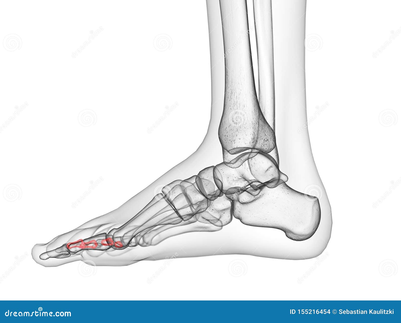 The middle phalanx bones stock illustration. Illustration of toes ...