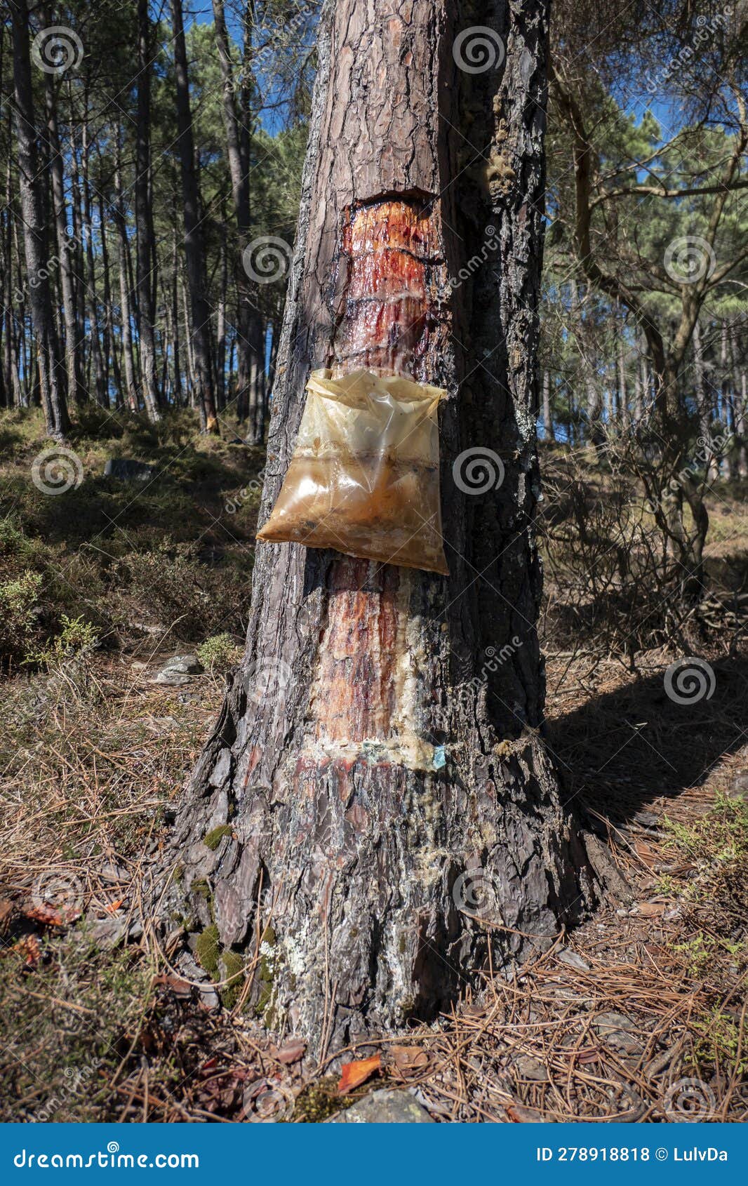 Resin extraction from pine stock photo. Image of trunk - 278918818