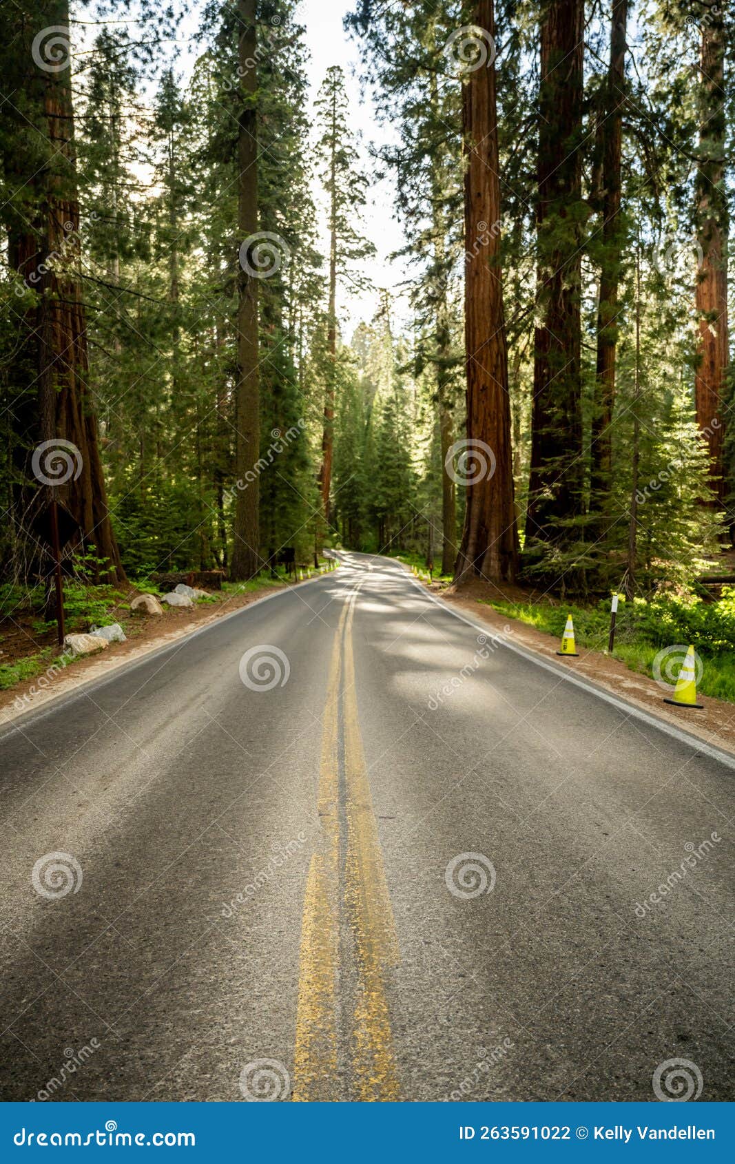 Middle of Road Cutting through Sequoia Grove Stock Photo - Image of ...