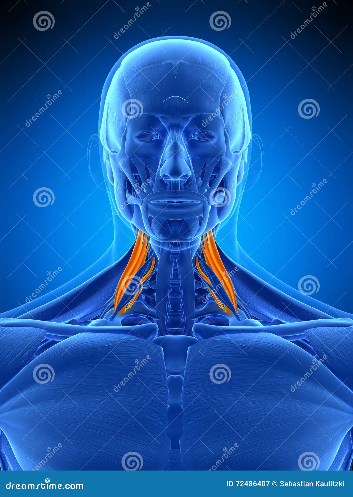 Middle Scalene Model