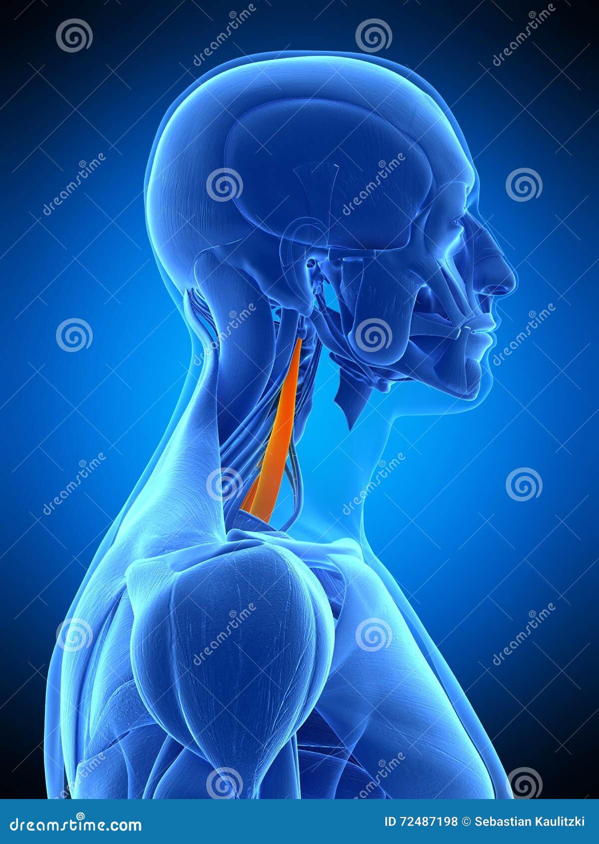 The middle scalene stock illustration. Illustration of musculature ...