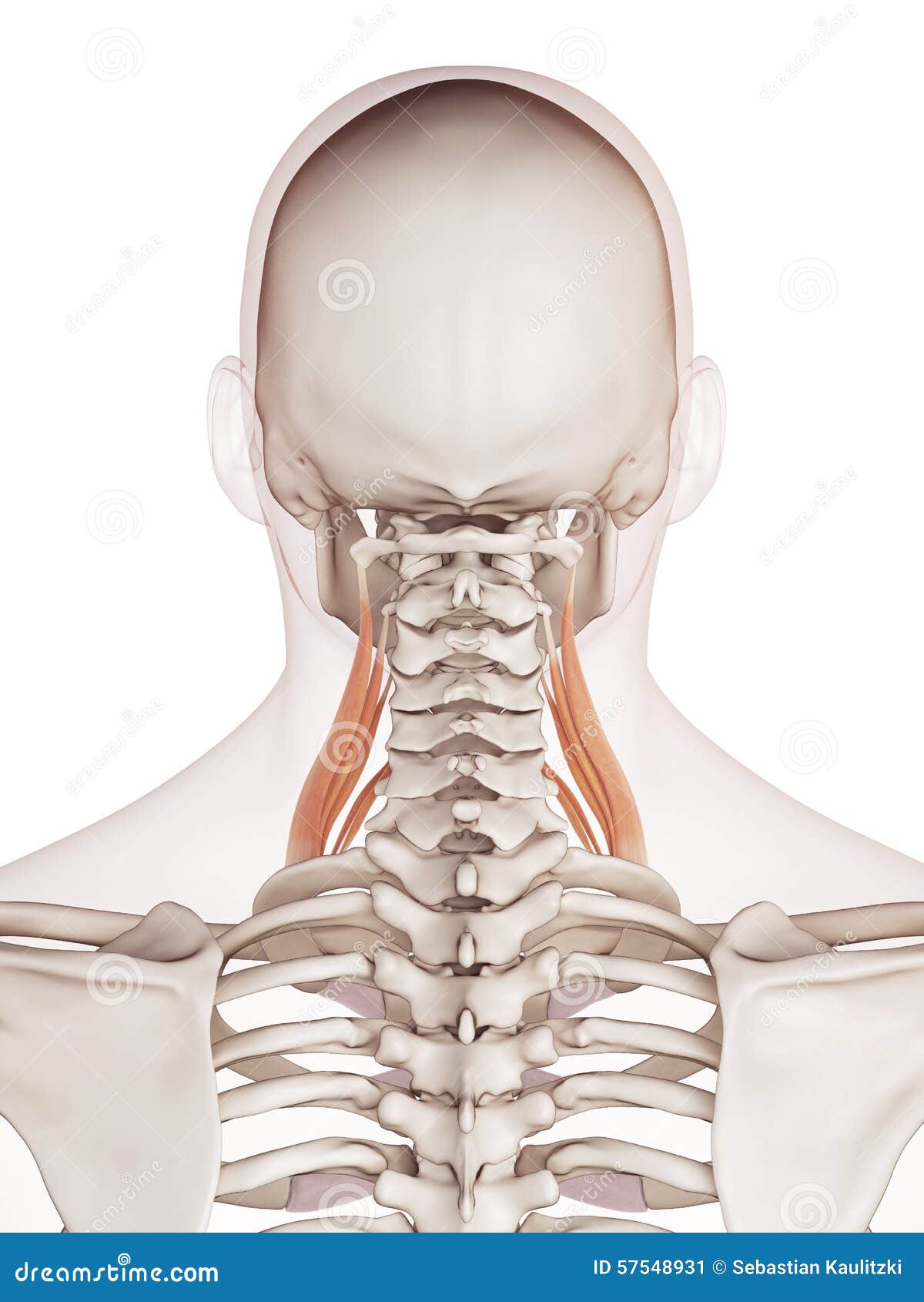 The Posterior Scalene Royalty-Free Cartoon | CartoonDealer.com #57548930