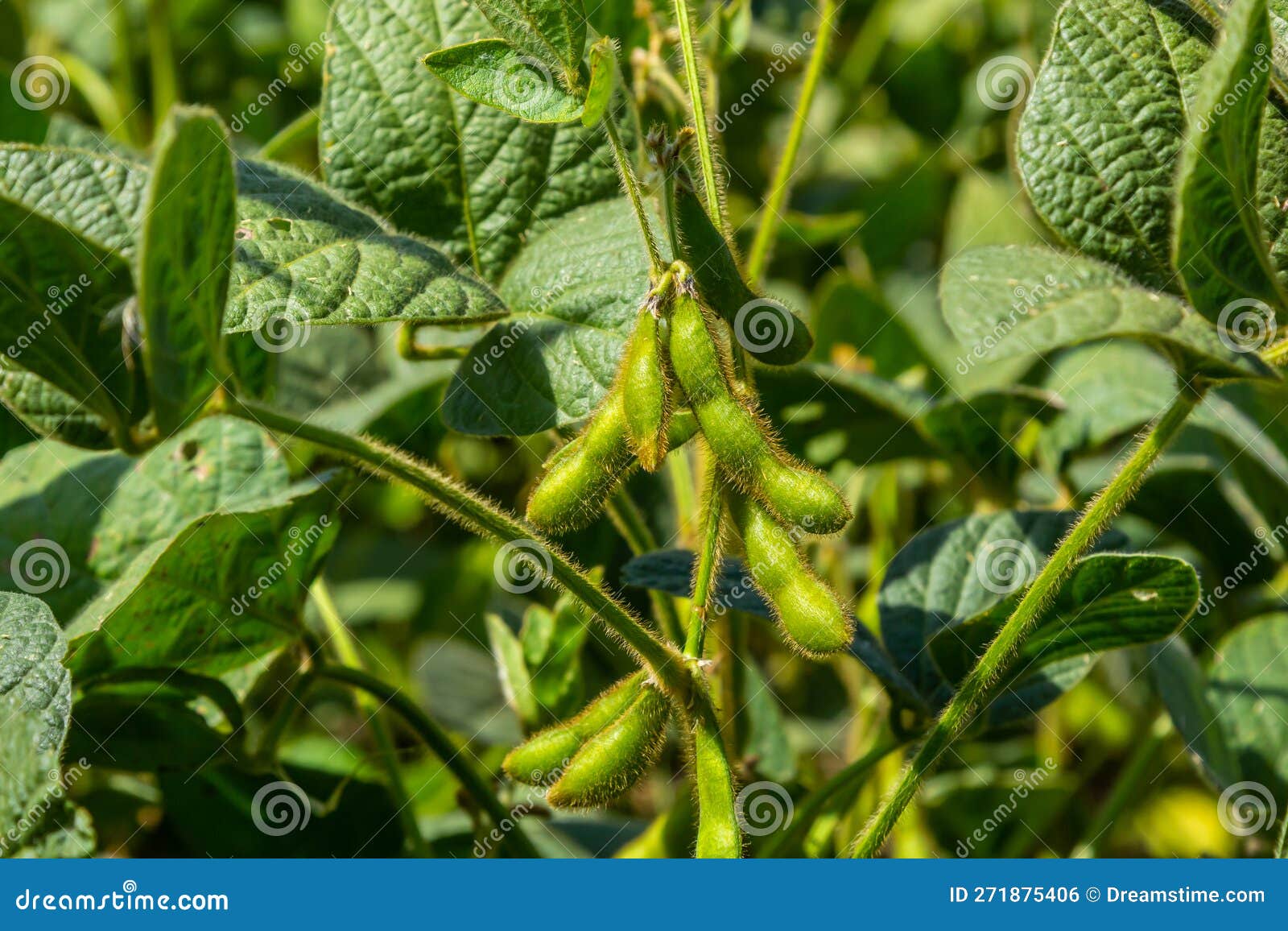 In the Middle of the Summer on a Farm Field Growing Soybeans Stock ...