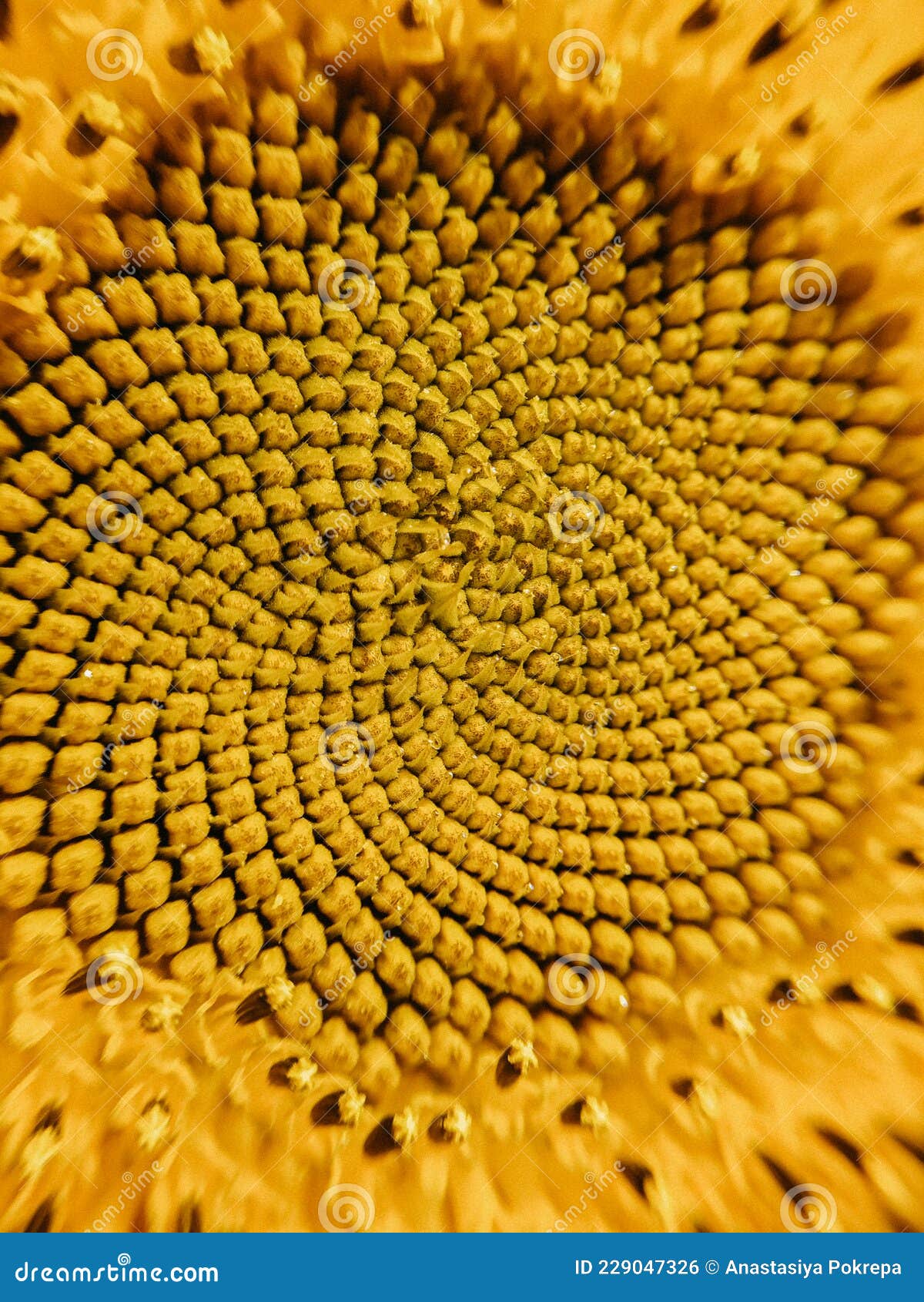 The middle of a sunflower stock photo. Image of yellow - 229047326