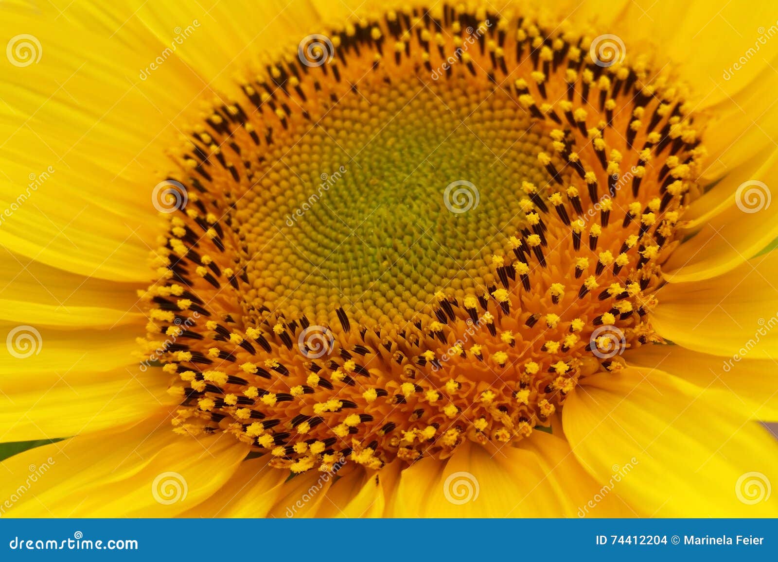 Middle of sunflower stock photo. Image of summer, closeup - 74412204