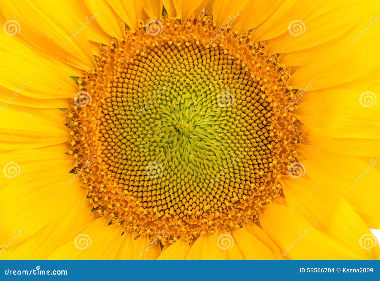 Middle of Sunflower stock photo. Image of aroma, flora - 56566704