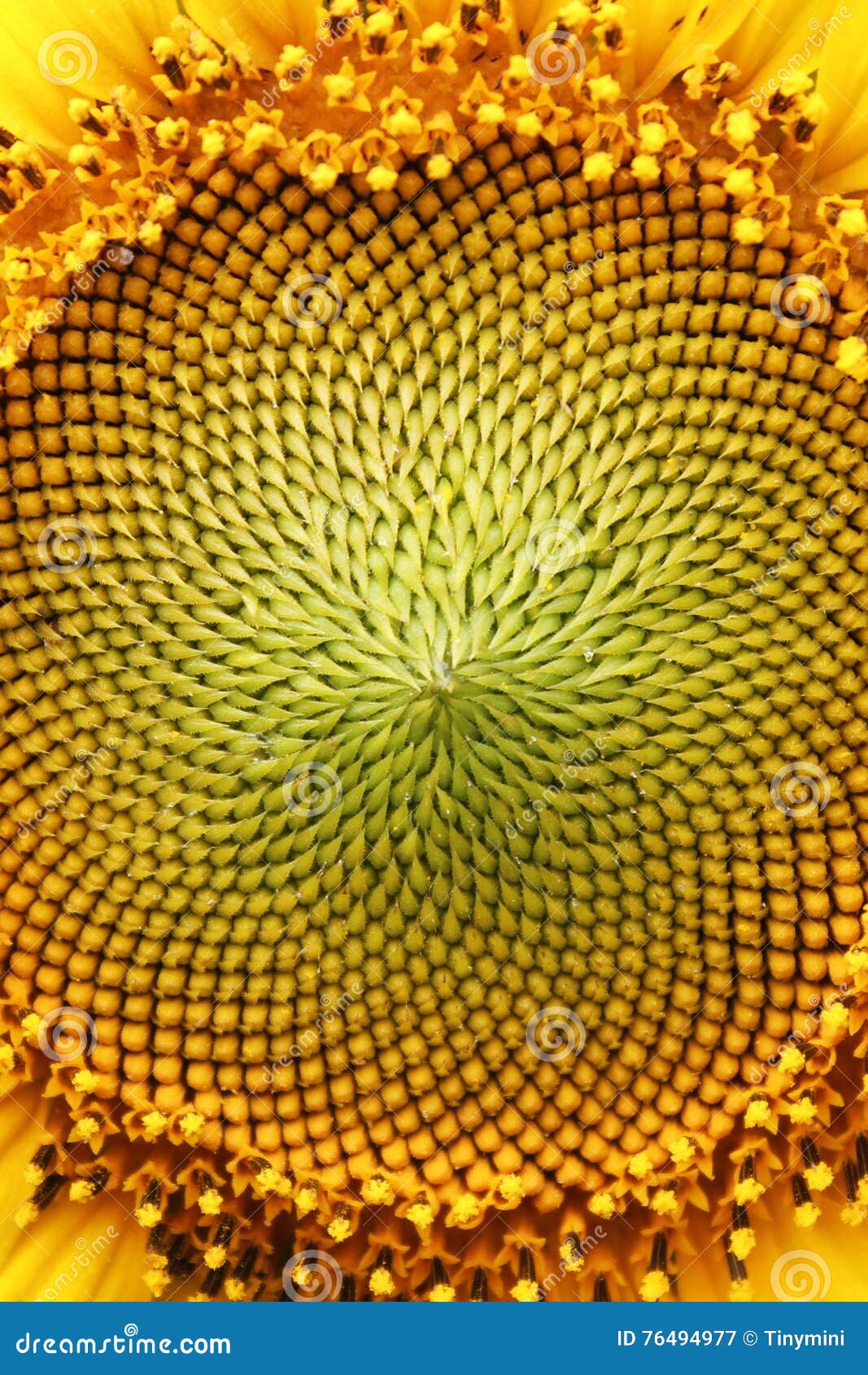 The middle of Sunflower stock image. Image of floral - 76494977