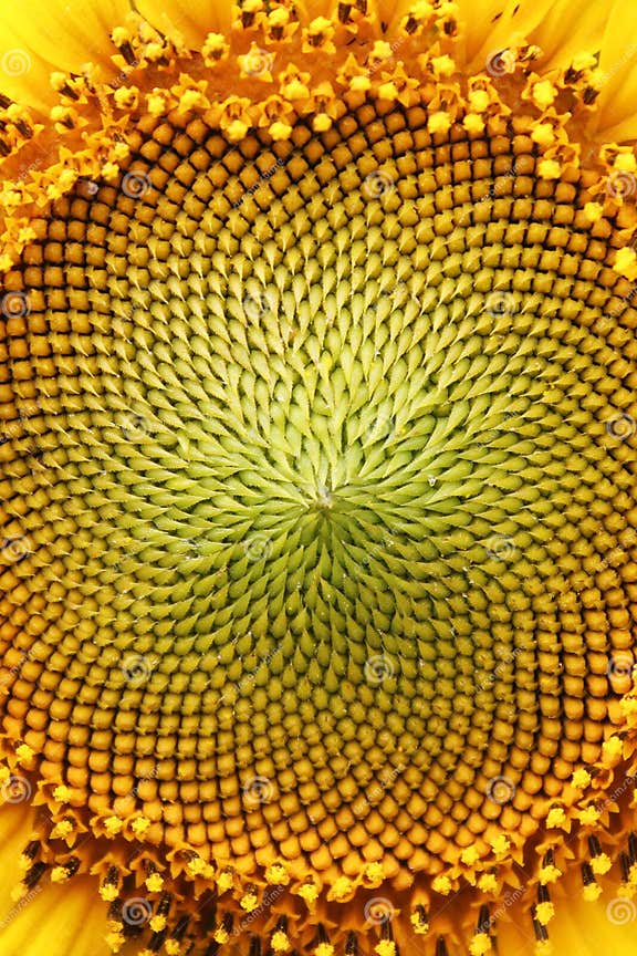 The middle of Sunflower stock image. Image of floral - 76494977