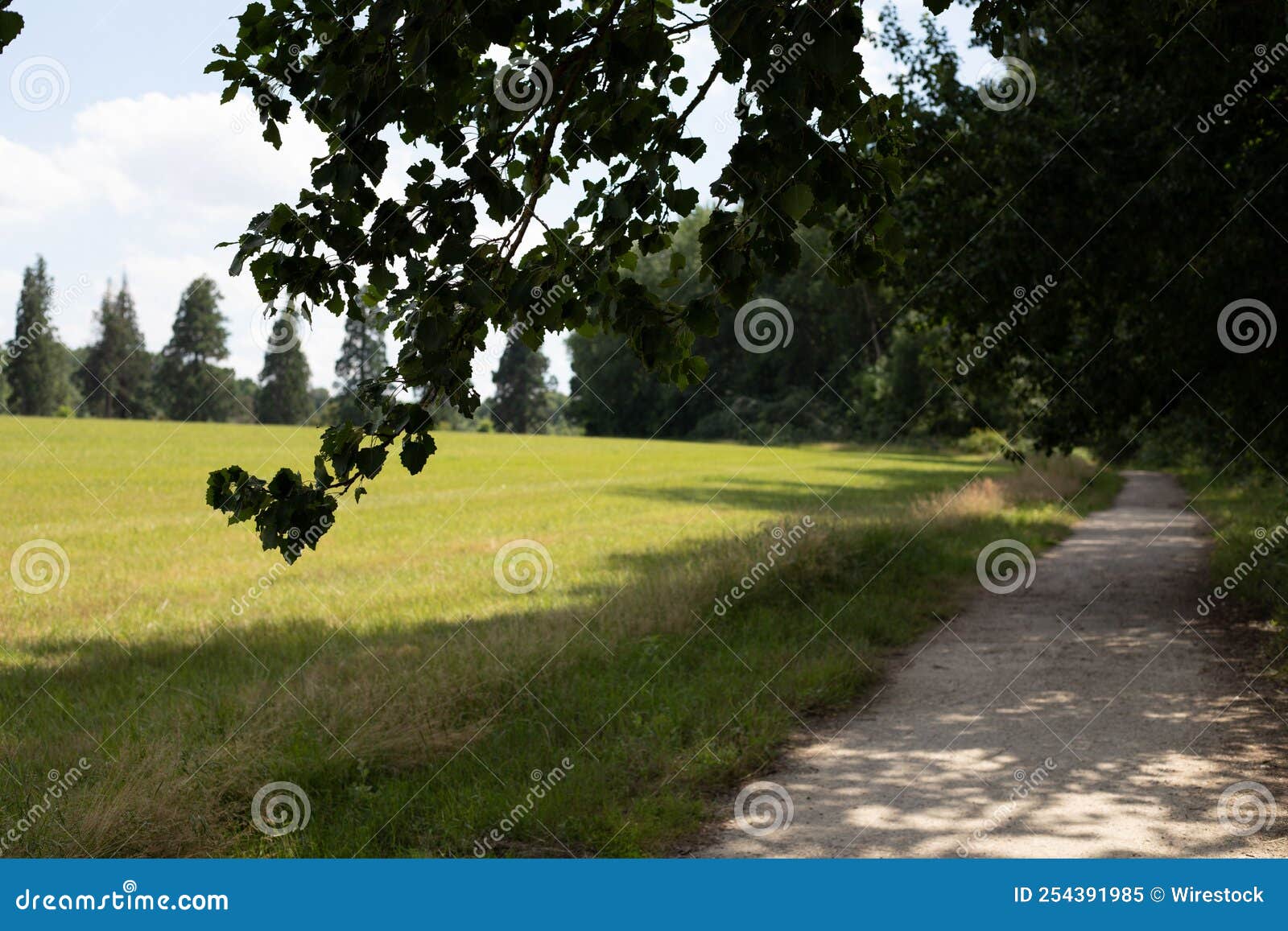 In the Middle of Trees and a Meadow Stock Image - Image of meadow, view ...