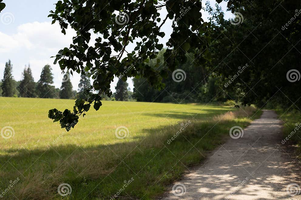 In the Middle of Trees and a Meadow Stock Image - Image of meadow, view ...